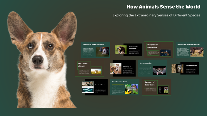 How do some animals see, hear, or smell the world differently and ...