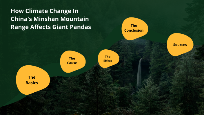 How Climate Change Affects Giant Pandas in China by Samari Barnwell on ...