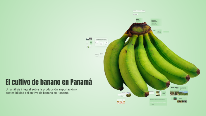 El cultivo de banano en Panamá by julio gonzalez on Prezi
