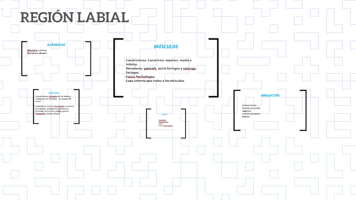 REGION LABIAL by Samuel De Uriarte on Prezi