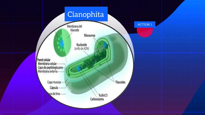 ESTRUCTURA BACTERIANA by William Trillo on Prezi