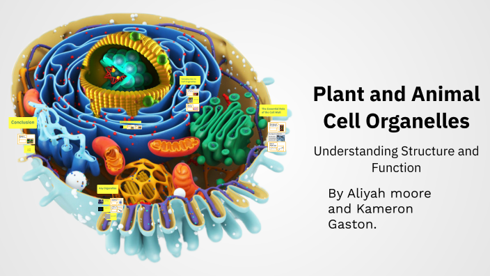 Plant and Animal Cell Organelles by Aliyah Moore on Prezi