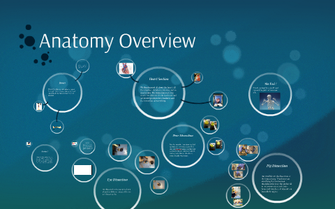 Anatomy Overview by marissa raygoza on Prezi