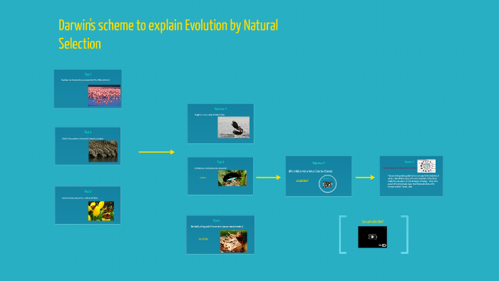 Darwin's scheme to explain Evolution by Natural Selection by Mariana ...
