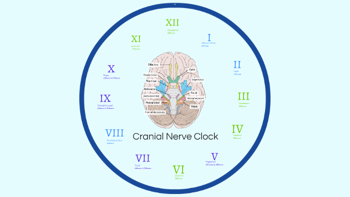 Cranial Nerve Clock by Melanie Burnett on Prezi