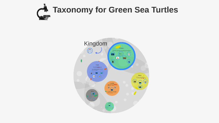 Taxonomy for Green Sea Turtles by Jacob Chavis on Prezi