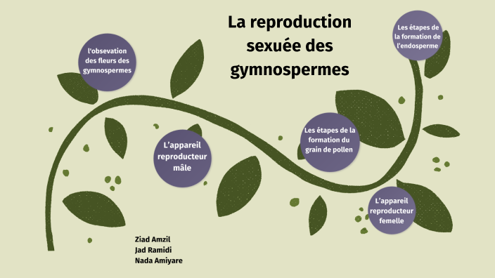 les gymnospermes by Ziad Amzil on Prezi