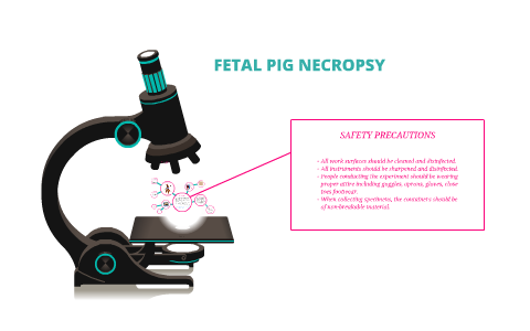 FETAL PIG NECROPSY by Eunice Dionisio on Prezi