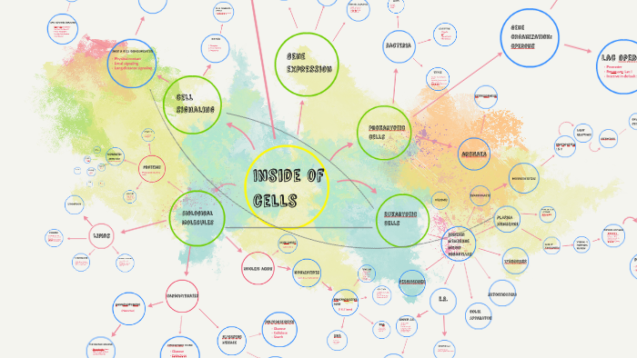 BIO MIND MAP EXTRA CREDIT by Alyssa Leal on Prezi