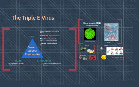 The Triple E Virus by Audrey Roy on Prezi