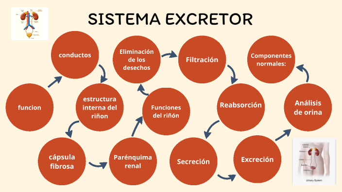 SISTEMA EXCRETOR by anahi gomez on Prezi