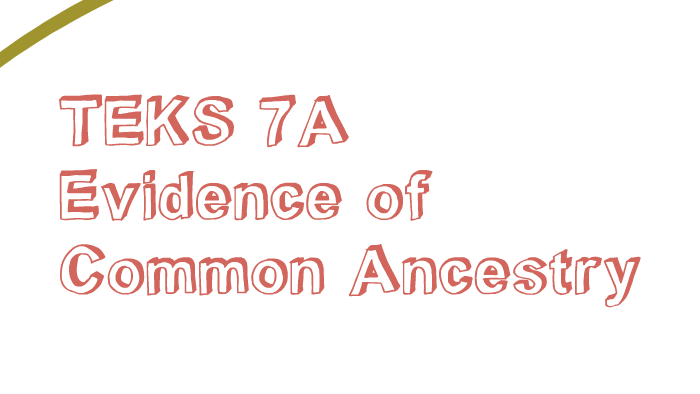 7A Evidence of Common Ancestry by Gabriella Williams on Prezi