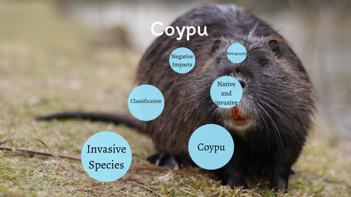 Coypu Invasive Species Presentation by Braeden Baird on Prezi