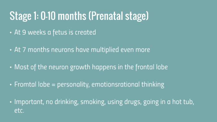 Timeline of the brain's development by Marissa Berry on Prezi