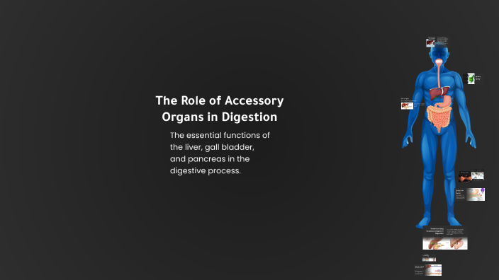 The Role of Accessory Organs in Digestion by Francisco Alvarez Roldan ...