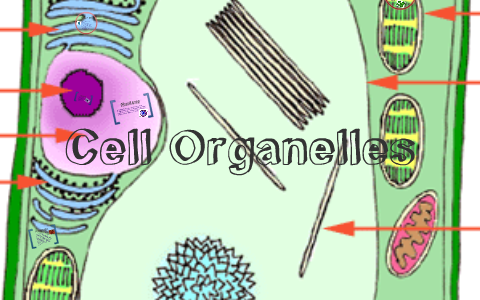 Cell Organelles by Sean Caraher on Prezi