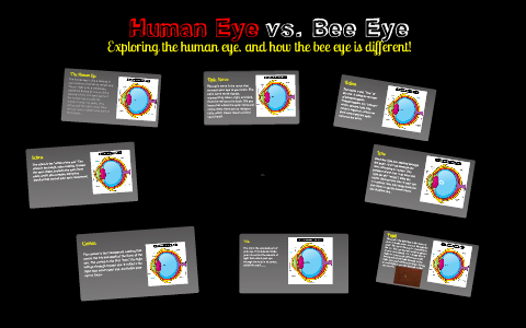 Human Eye vs. Bee Eye by Kalindee V. on Prezi