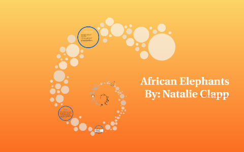 African Elephants by Natalie Clapp
