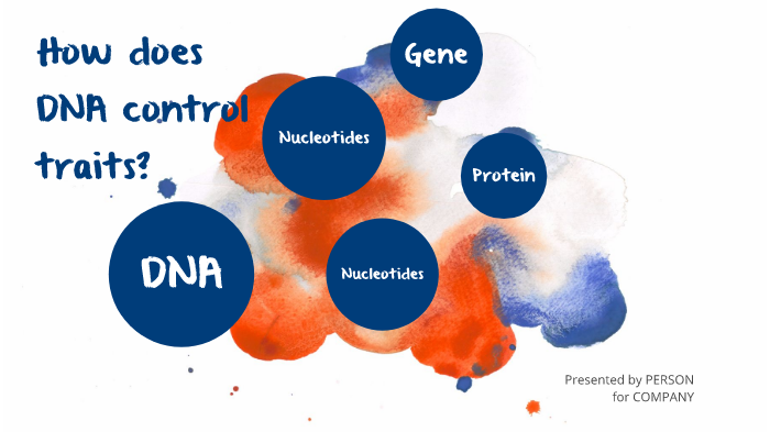 How does DNA control traits? by Alexa Sabagh on Prezi