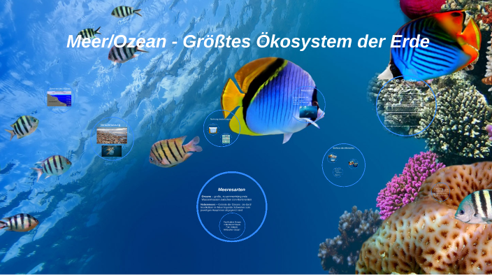 Das Meer Vortrag by Nina Brech on Prezi