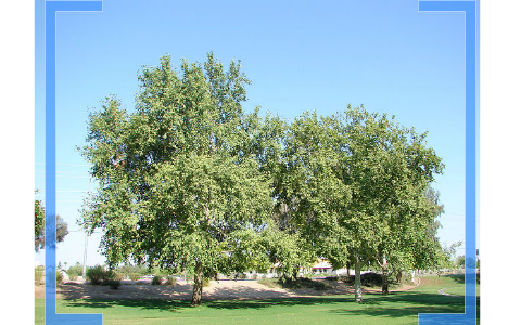 Arizona Sycamore Tree by Tia Turbo on Prezi