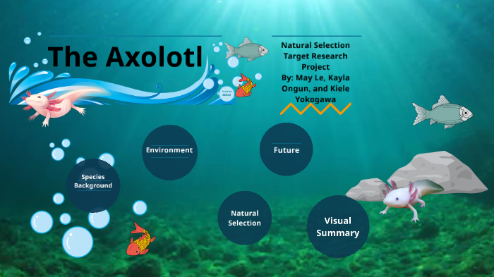 Axolotl - Natural Selection Target Research Project by May Le on Prezi