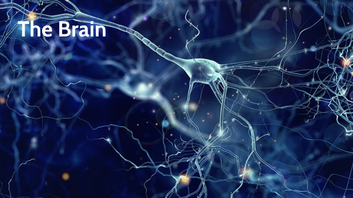 Berry Street- Brain by Nicole Riordan on Prezi