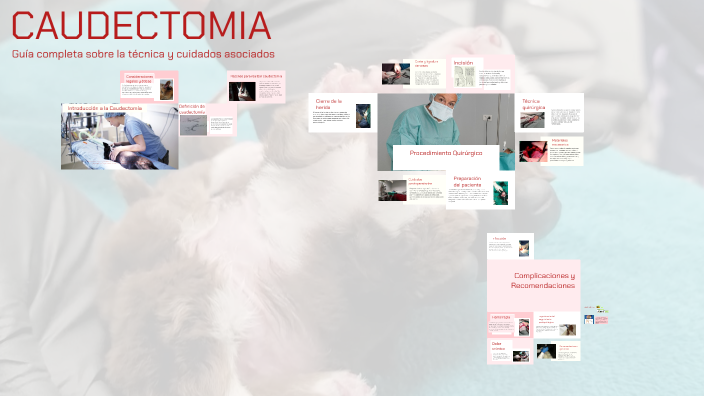 CAUDECTOMIA EN VETERINARIA by andrea navarrete saavedra on Prezi