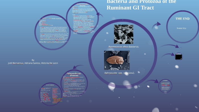 Bacteria and Protozoa of the Ruminant GI Tract by Victoria De Leon ...