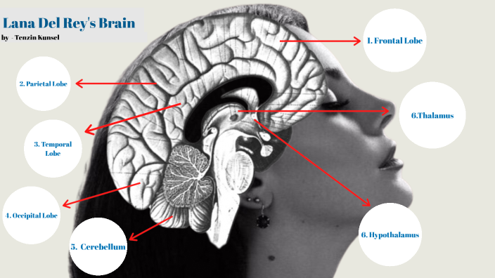 Celebrity Brain Project by Tenzin Kunsel on Prezi