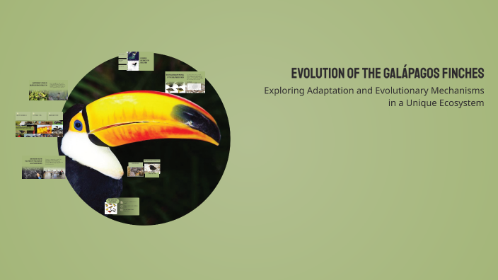 Evolution of the Galápagos Finches by Stevenson PREVILUS on Prezi