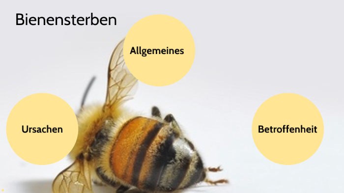 Bienensterben by Joshua Gerdes on Prezi