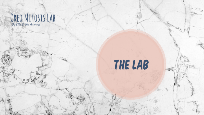 Mitosis Oreo Lab by Audrey Gries on Prezi