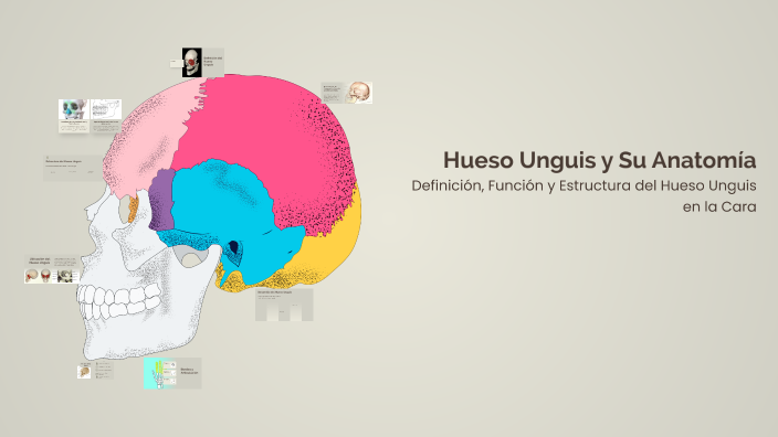 Hueso Unguis y Su Anatomía by brisa regina suarez on Prezi