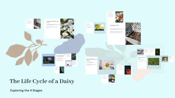 The Life Cycle of a Daisy by Heather MacDonnell on Prezi