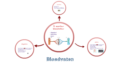 3 soorten bloedvaten by Joris Rutgers on Prezi
