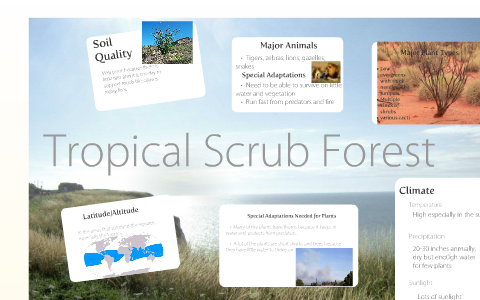 Tropical Scrub Forest by Leah Bollin on Prezi