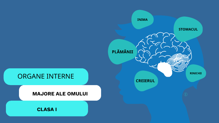 Organe interne majore 🧠 by Cosmina Mihaela on Prezi
