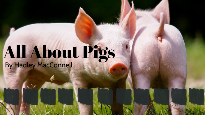 All About Pigs by blah blah on Prezi