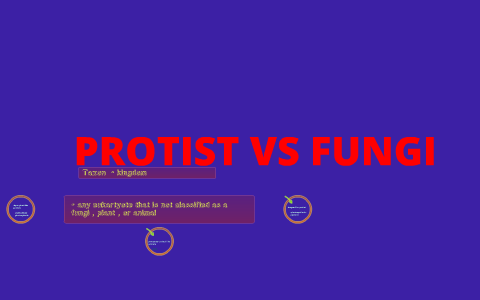 protist vs. fungi by erica brooks on Prezi