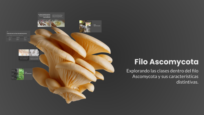 Filo Ascomycota by Pool Hilario Sedano on Prezi