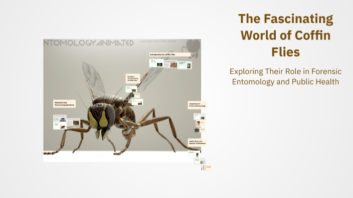 The Fascinating World of Coffin Flies by farah shtiah on Prezi