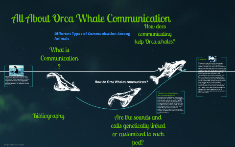 Orca Whale Communication by Melody Weber on Prezi