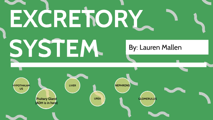 Excretory flow chart by Lauren Mallen on Prezi