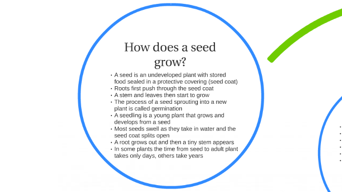 How does a seed grow? by Lyndsey Alston on Prezi