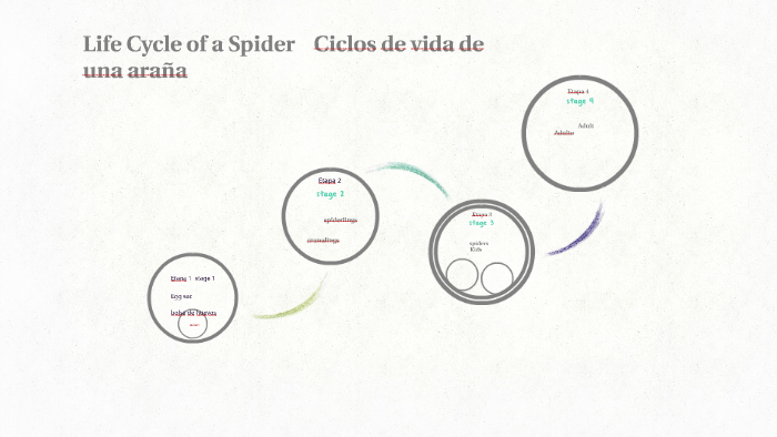 life cycle of a spider cyclo de vida de una araña by Zayra Diaz Vargas ...