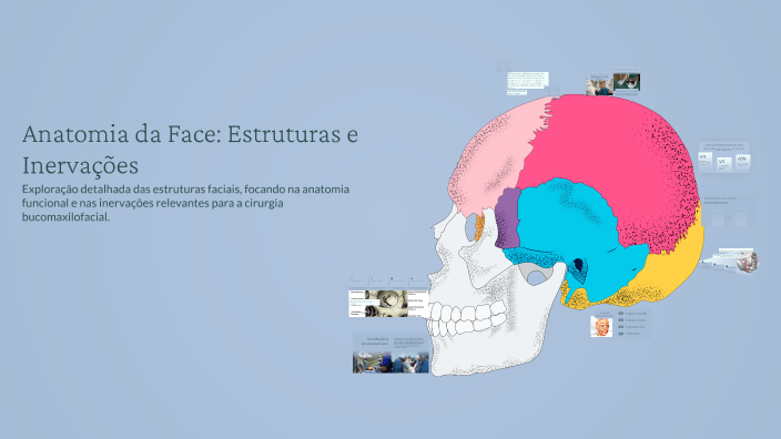 Anatomia da Face: Estruturas e Inervações by Christian Torturella Vidal ...