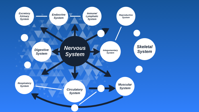 Nervous System Flow Chart by Jonathan Balfour on Prezi