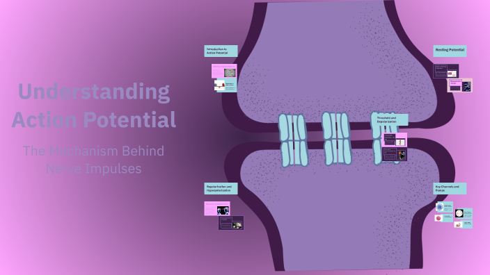 Understanding Action Potential by Durriah Niazi on Prezi Understanding Action Potential by Durriah Niazi on Prezi