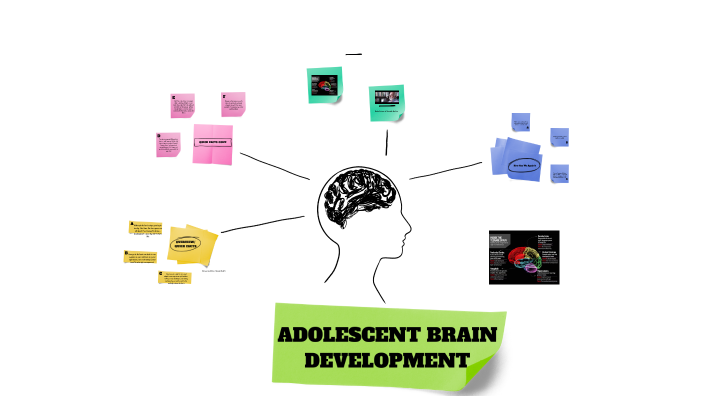 Adolescent Brain Development by alexus majeno on Prezi
